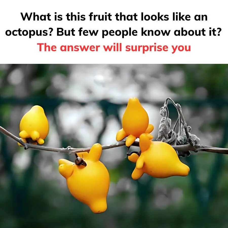 This fruit that looks like an octopus